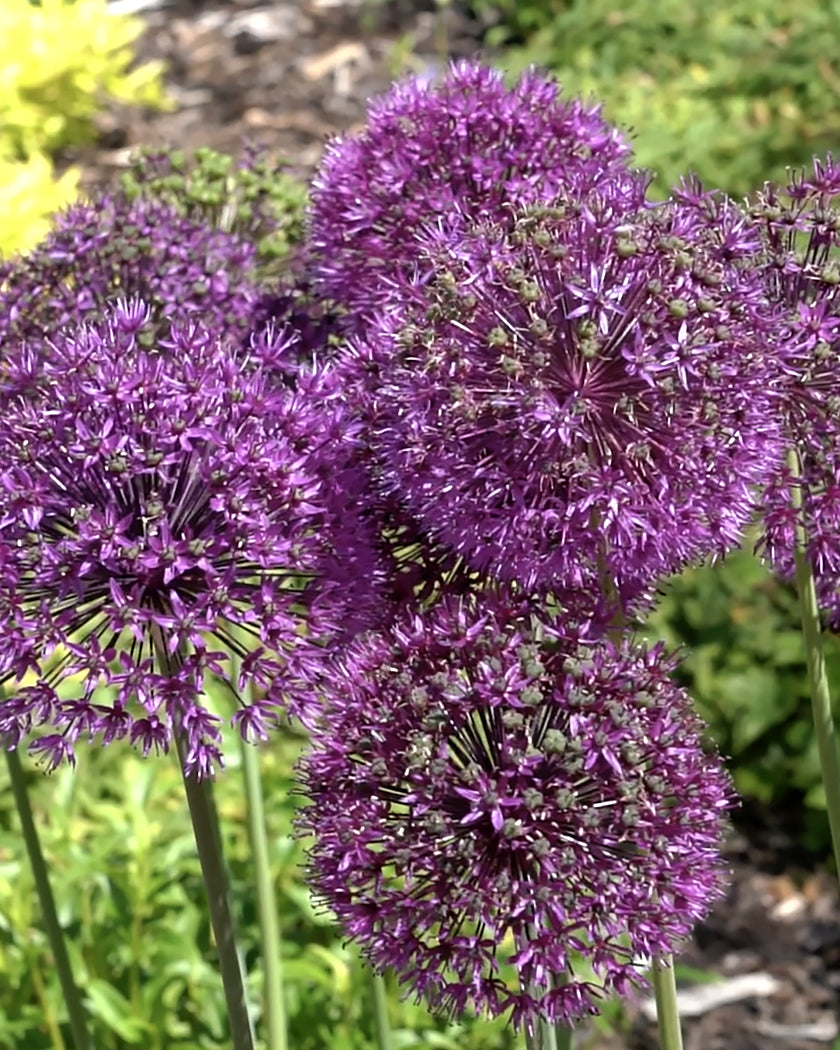 Allium 'Purple Sensation' bulbs — Buy 'Dutch garlic' online at Farmer ...