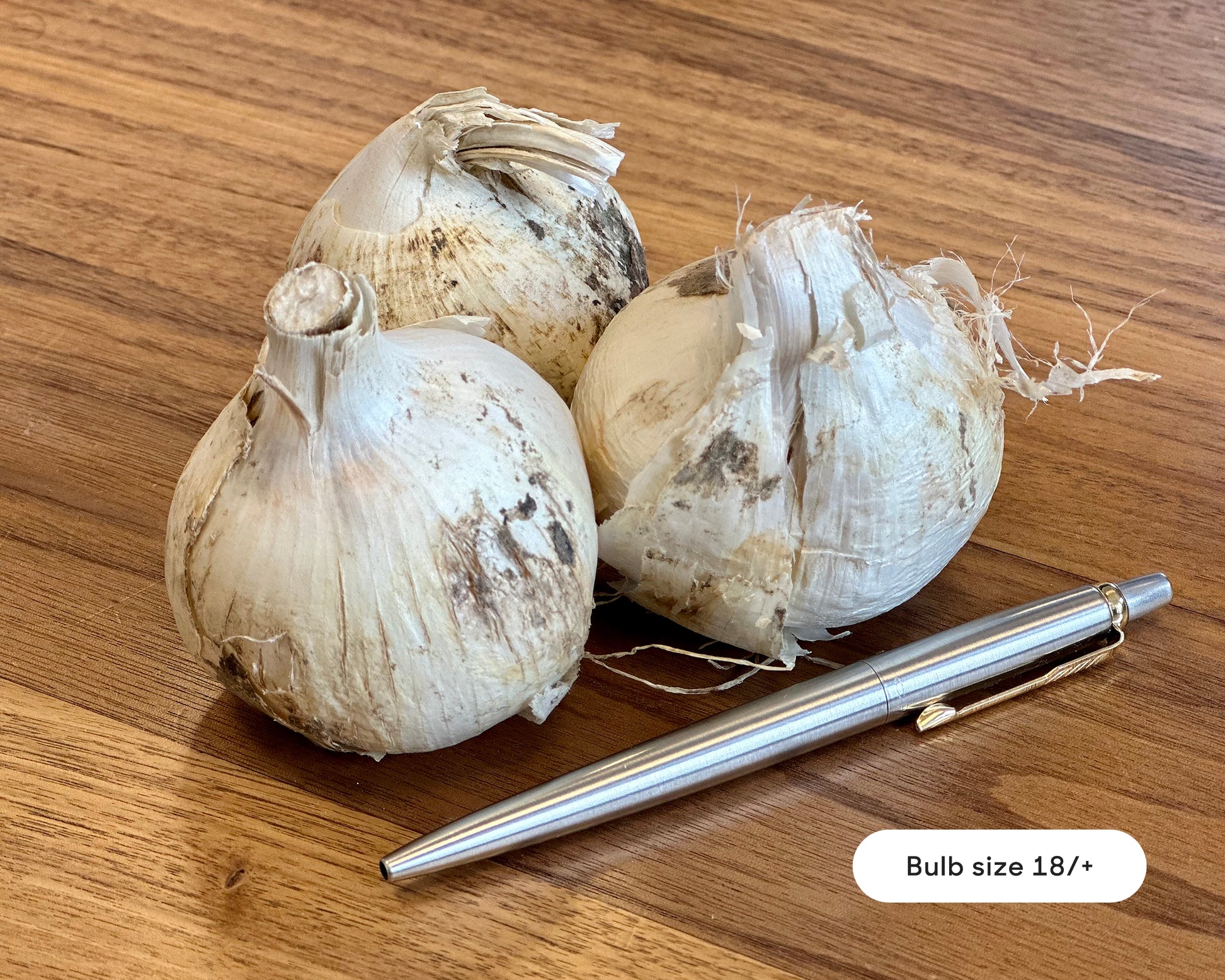 Allium 'Silver Spring' bulbs — Buy online at Farmer Gracy UK