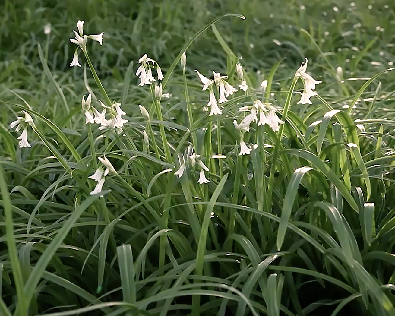 Allium triquetrum ('Three-cornered Leek') bulbs — Buy online at Farmer ...