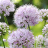 Allium collection 'Marisol' bulbs (blue + yellow Alliums) — Buy online ...