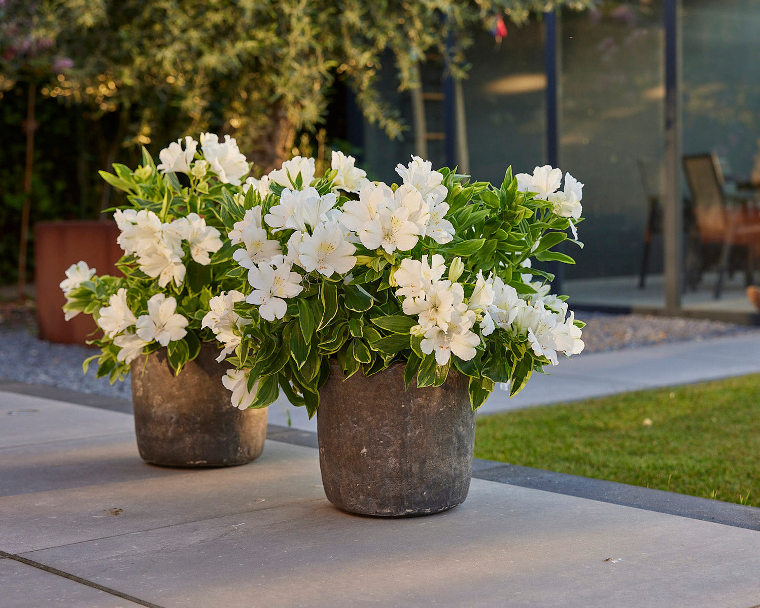 Alstroemeria × hybrida Colorita® 'Claire' bare roots — Buy white dwarf ...