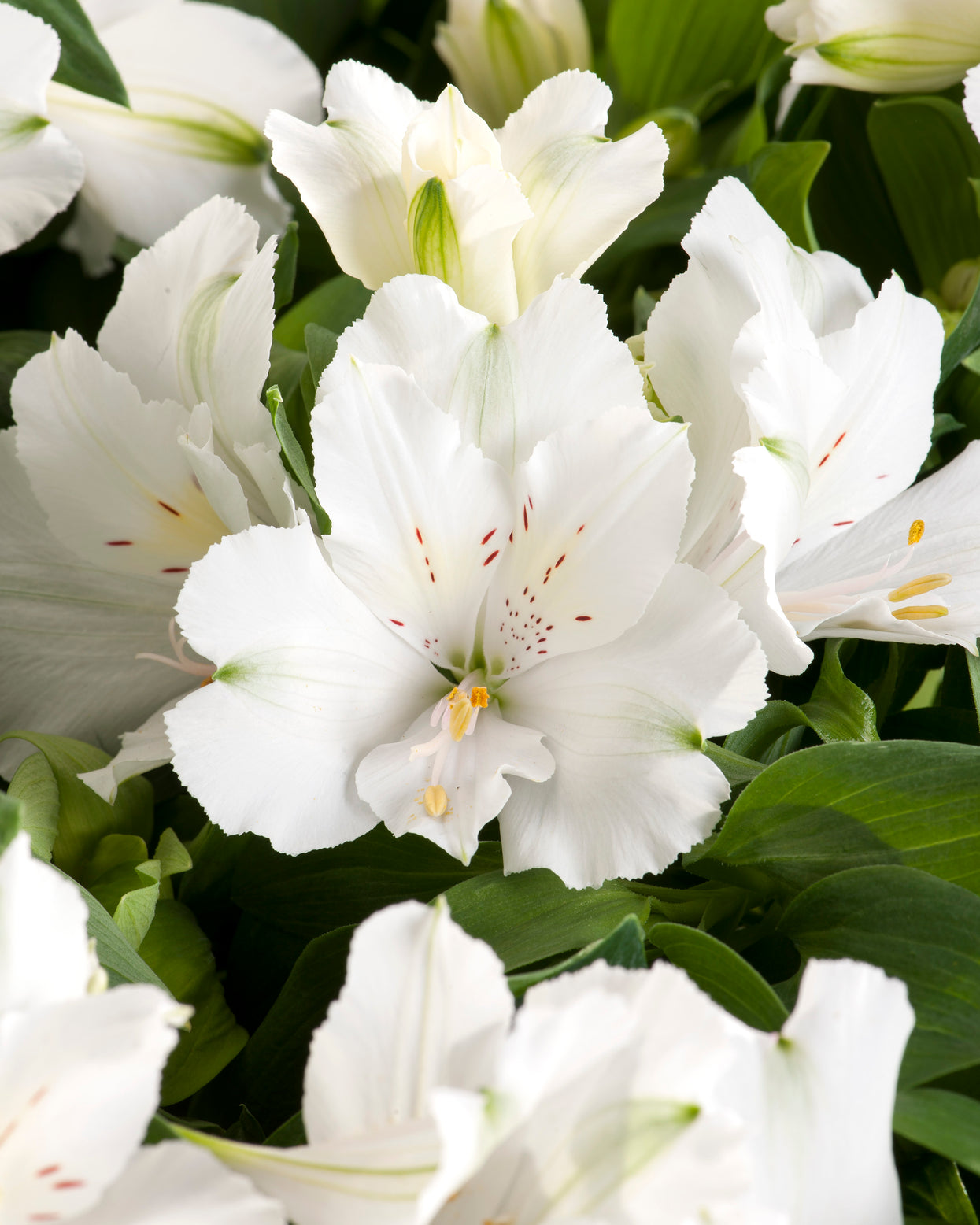 Alstroemeria × hybrida Colorita® 'Claire' bare roots — Buy white dwarf ...
