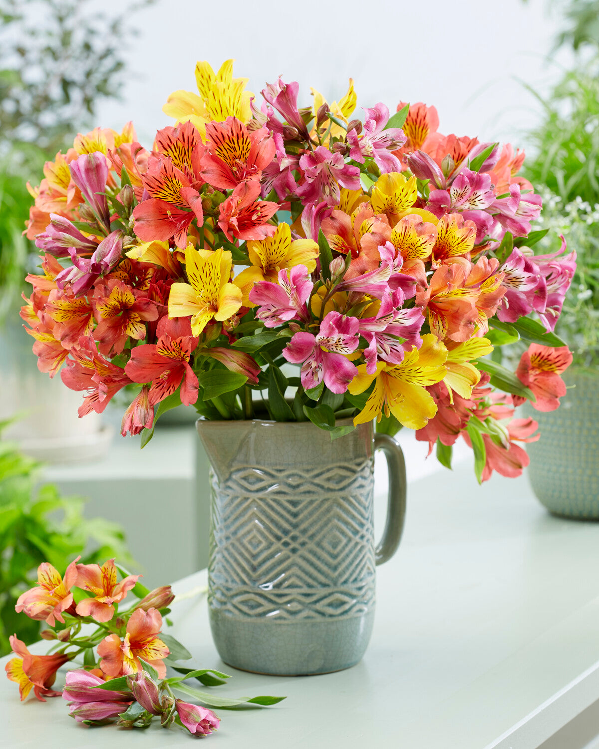 Alstroemeria 'Colorita® Mix' bare roots — Buy mixed dwarf Peruvian ...
