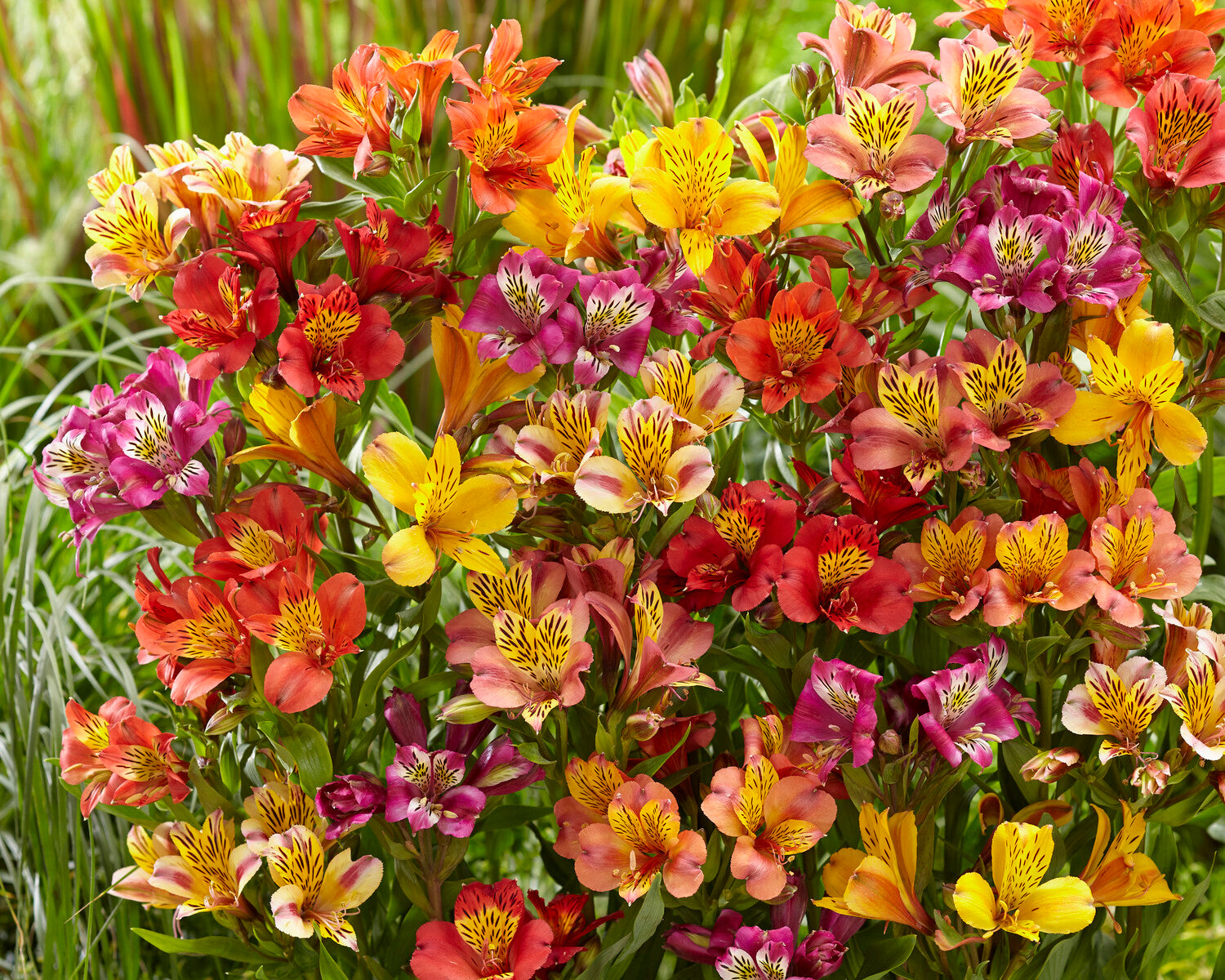 Alstroemeria 'Colorita® Mix' bare roots — Buy mixed dwarf Peruvian ...