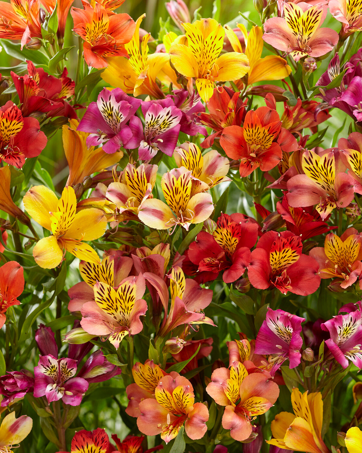 Alstroemeria 'Colorita® Mix' bare roots — Buy mixed dwarf Peruvian ...
