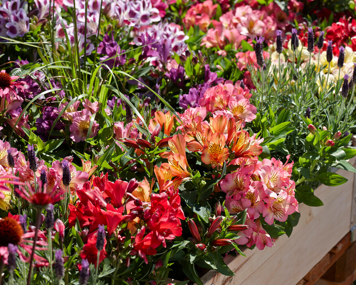 Alstroemeria 'Colorita® Mix' bare roots — Buy mixed dwarf Peruvian ...