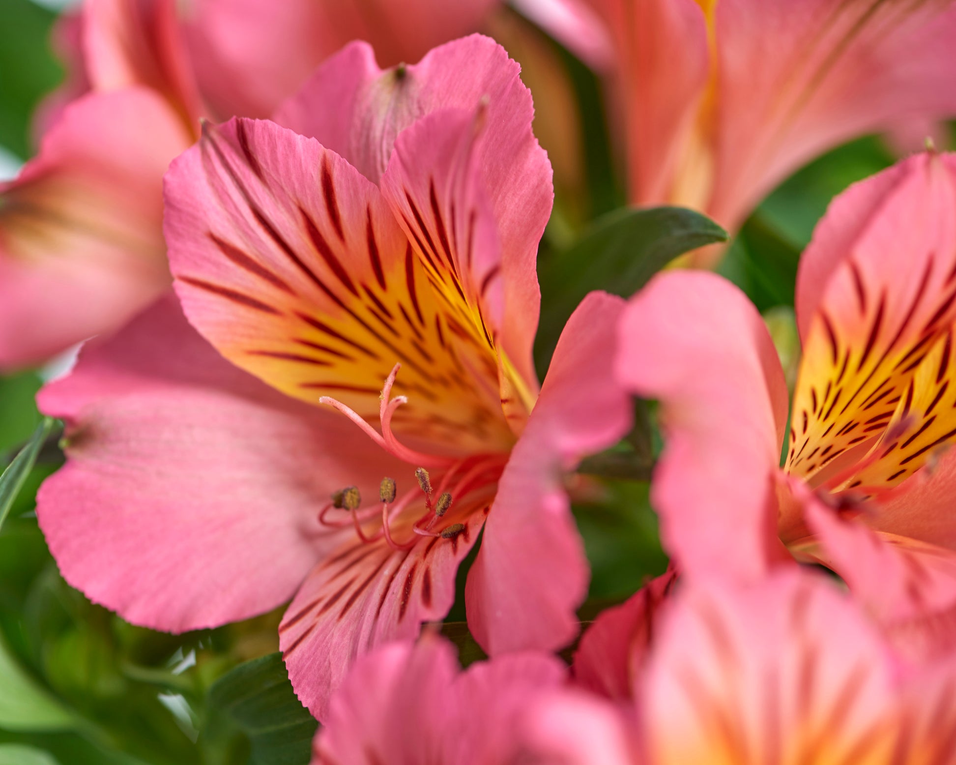 Alstroemeria × hybrida Colorita® 'Eliane' bare roots — Buy pink dwarf ...