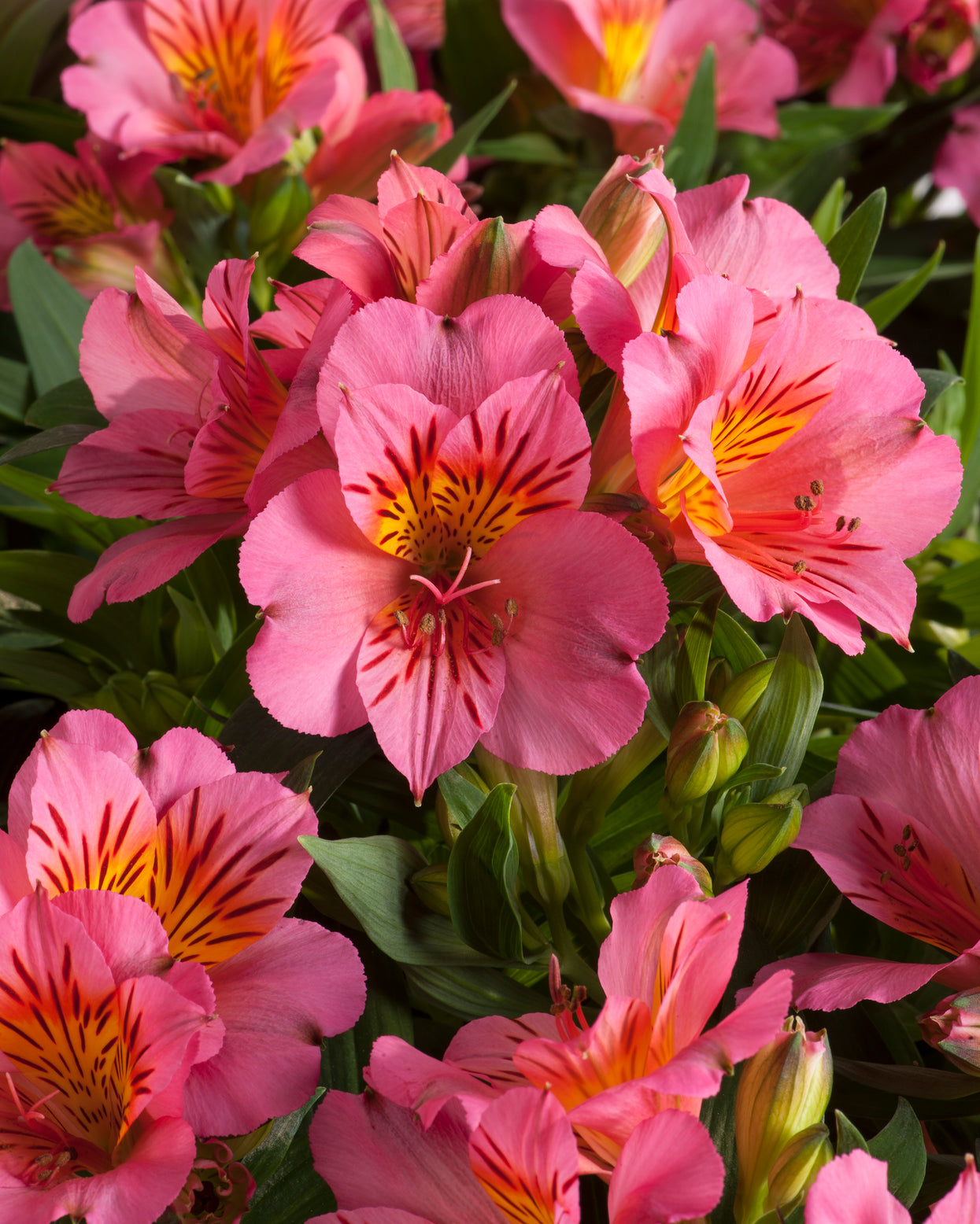 Alstroemeria × hybrida Colorita® 'Eliane' bare roots — Buy pink dwarf ...
