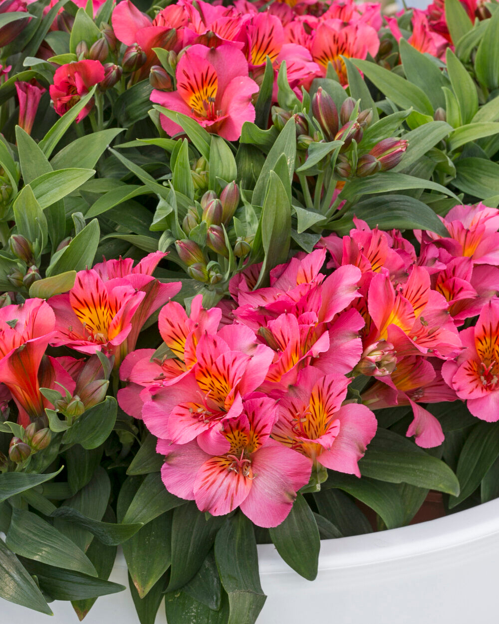 Alstroemeria × hybrida Colorita® 'Eliane' bare roots — Buy pink dwarf ...