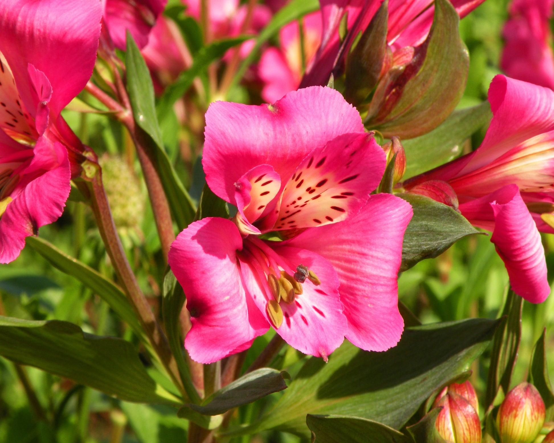 Alstroemeria × hybrida Colorita® 'Eliane' bare roots — Buy pink dwarf ...
