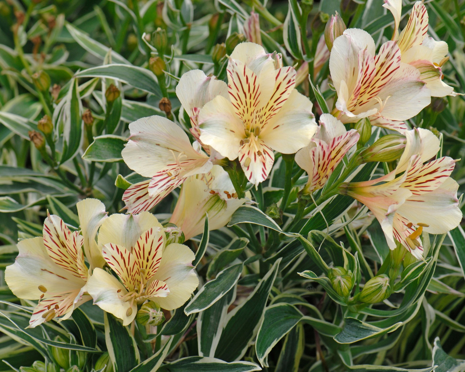 Alstroemeria × hybrida Colorita® 'Fabiana' bare roots — Buy creamy ...