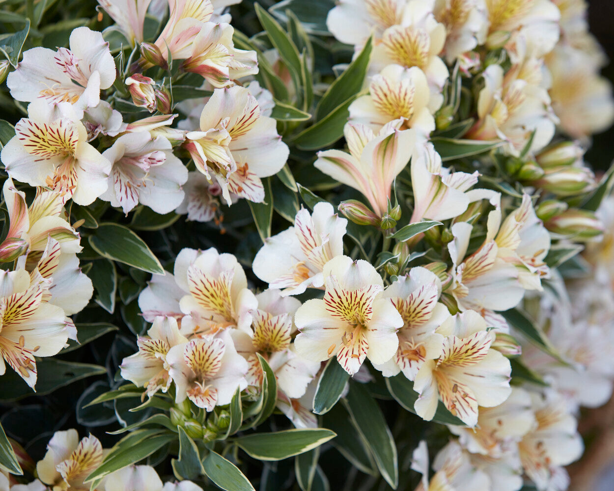 Alstroemeria × hybrida Colorita® 'Fabiana' bare roots — Buy creamy ...