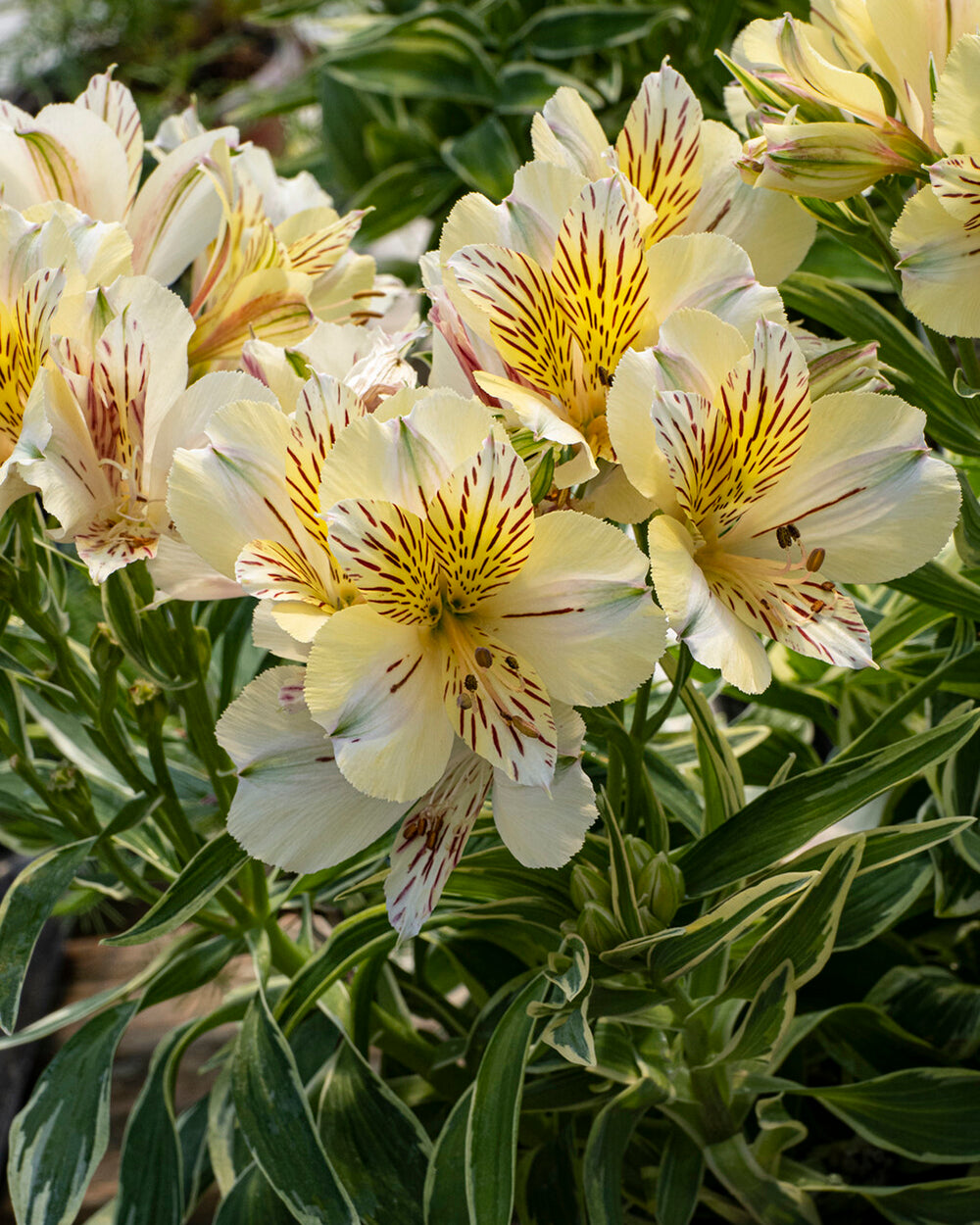 Alstroemeria × hybrida Colorita® 'Fabiana' bare roots — Buy creamy ...