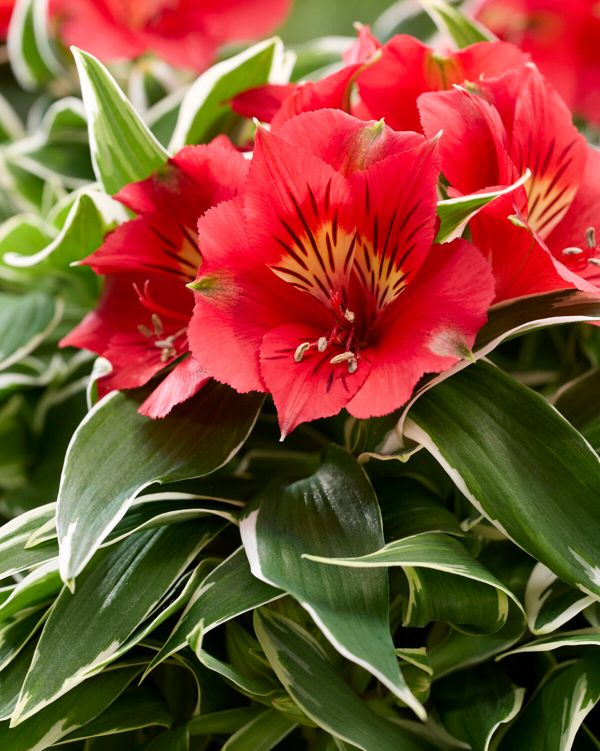 Alstroemeria × hybrida Colorita® 'Katiana' bare roots — Buy coral-red ...