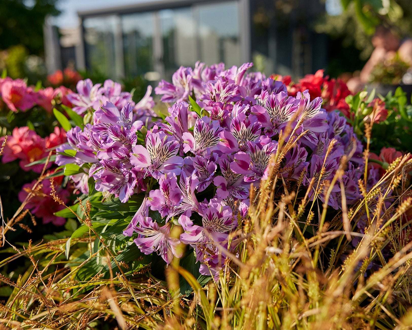 Alstroemeria × hybrida Colorita® 'Mulan' bare roots — Buy mauve purple ...