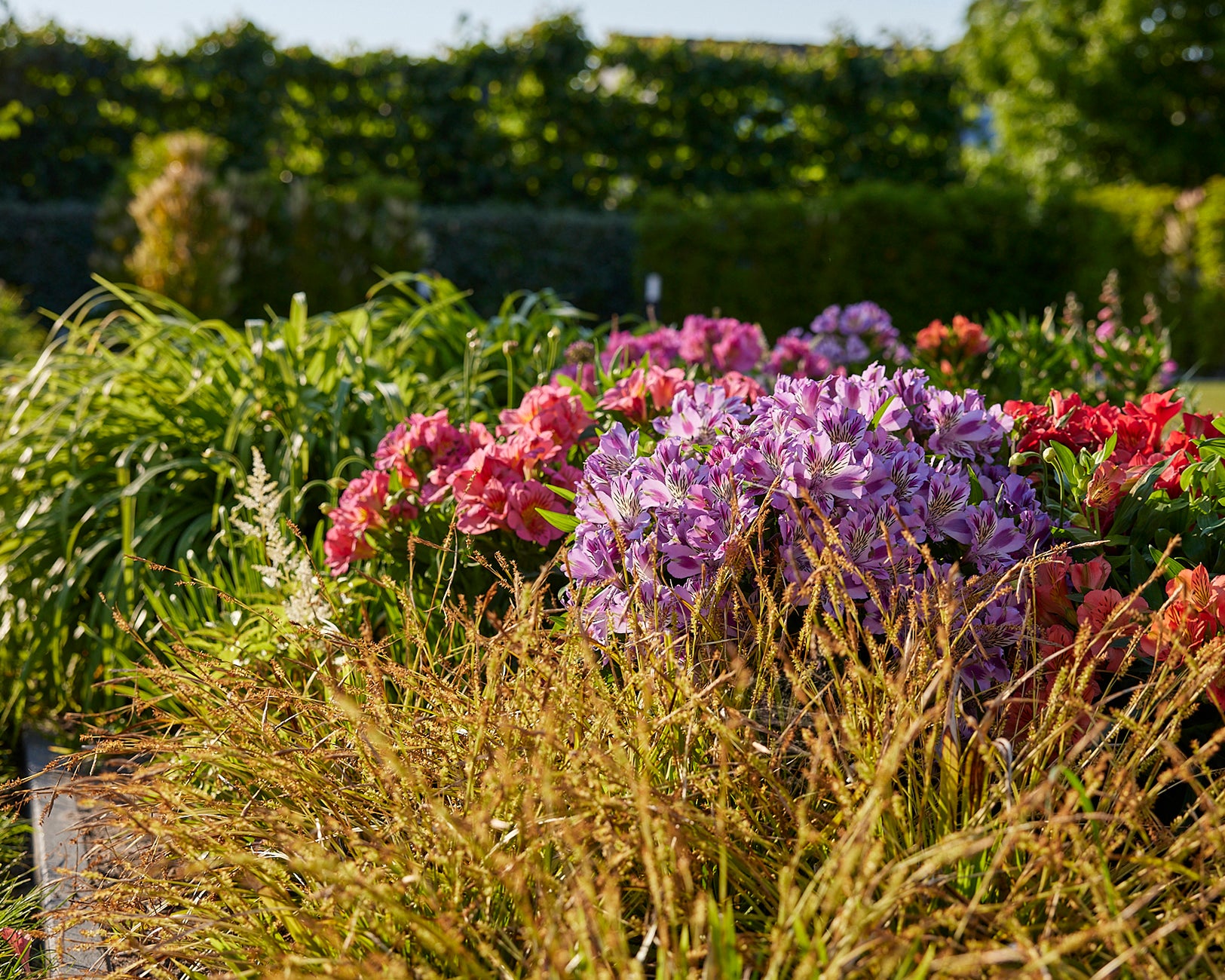 Alstroemeria × hybrida Colorita® 'Mulan' bare roots — Buy mauve purple ...
