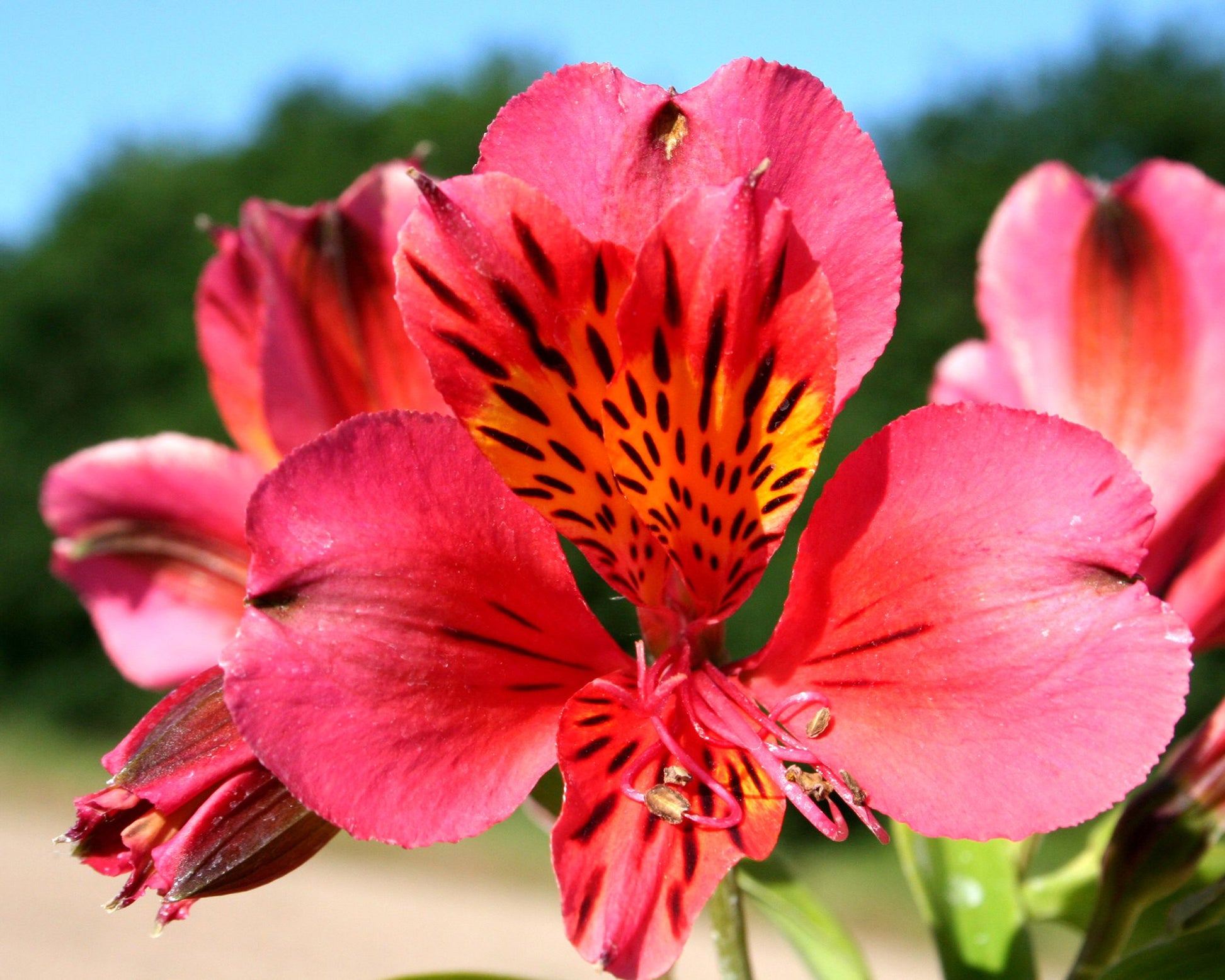 Alstroemeria 'Tiercé' bare roots — Buy pink Peruvian lilies online at ...