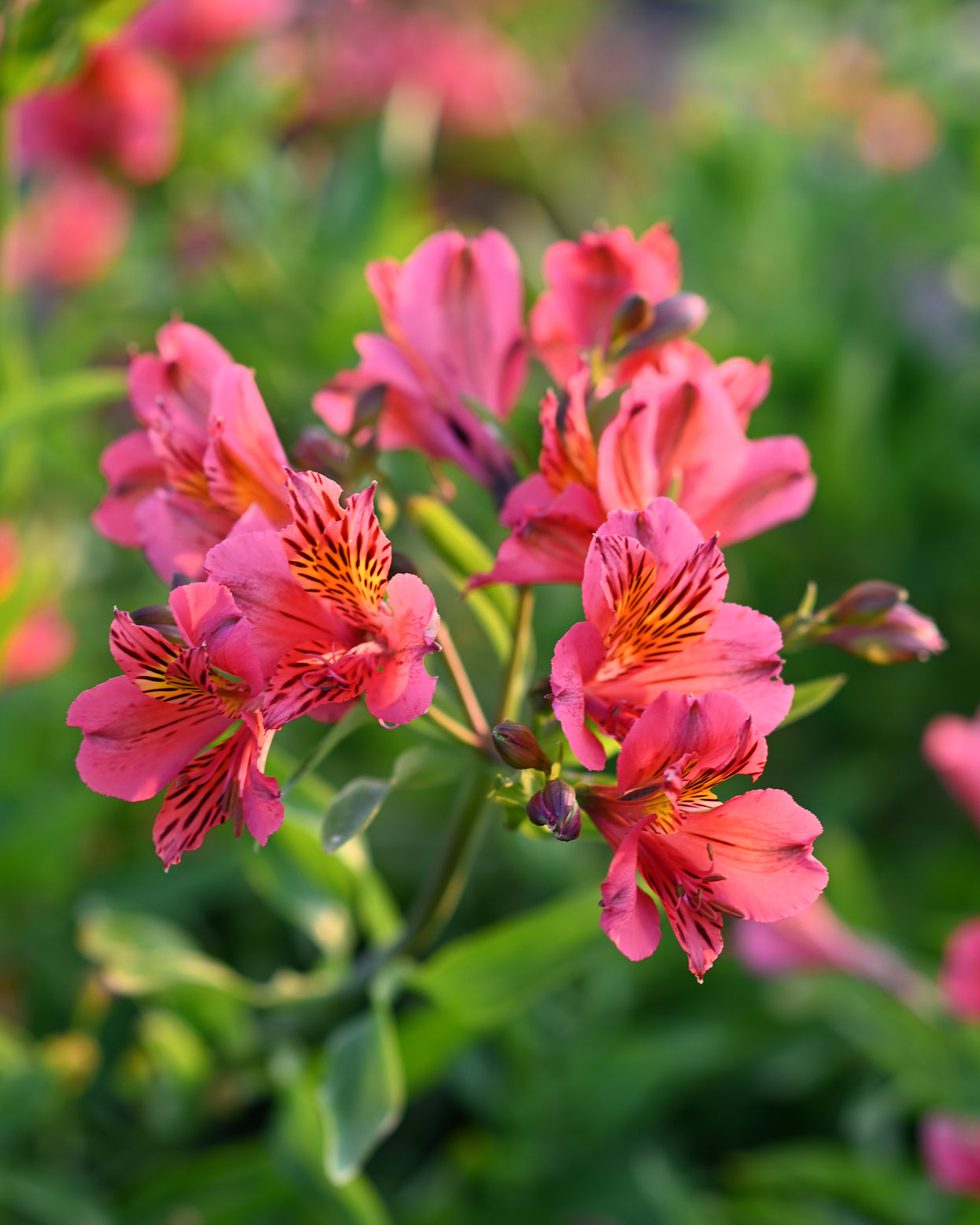 Alstroemeria 'Tiercé' bare roots — Buy pink Peruvian lilies online at ...