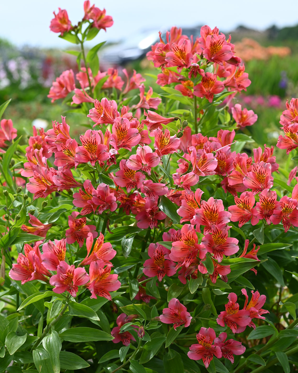 Alstroemeria 'Tiercé' bare roots — Buy pink Peruvian lilies online at ...