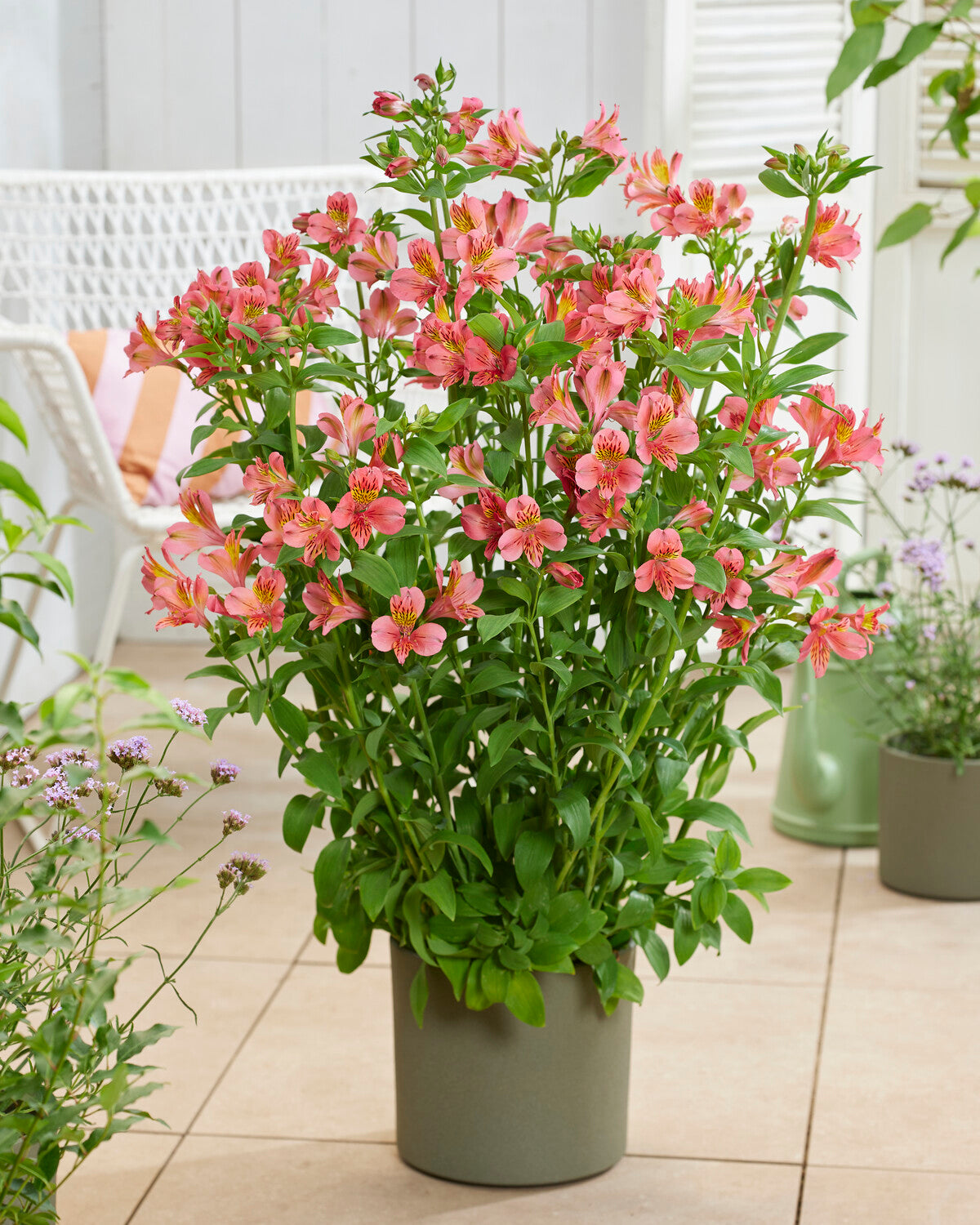 Alstroemeria 'Tiercé' bare roots — Buy pink Peruvian lilies online at ...