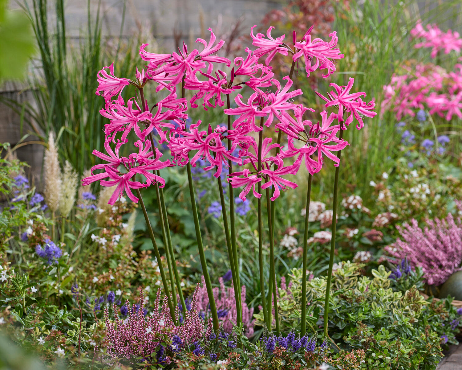 Amarine belladiva 'Anastasia' | Buy pink Amarine lilies online at ...