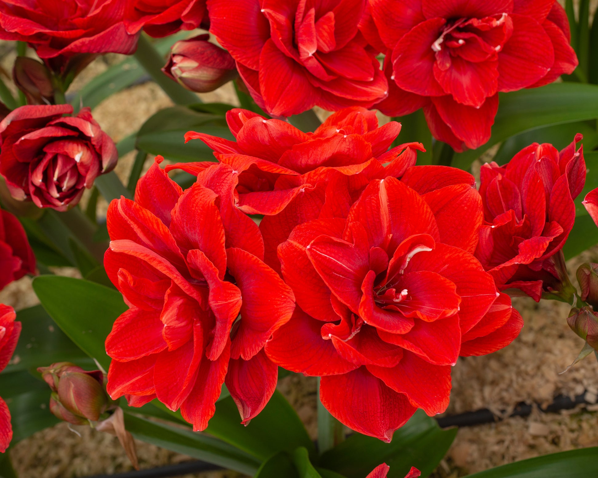 Amaryllis 'Cherry Nymph' bulbs — Buy online at Farmer Gracy UK