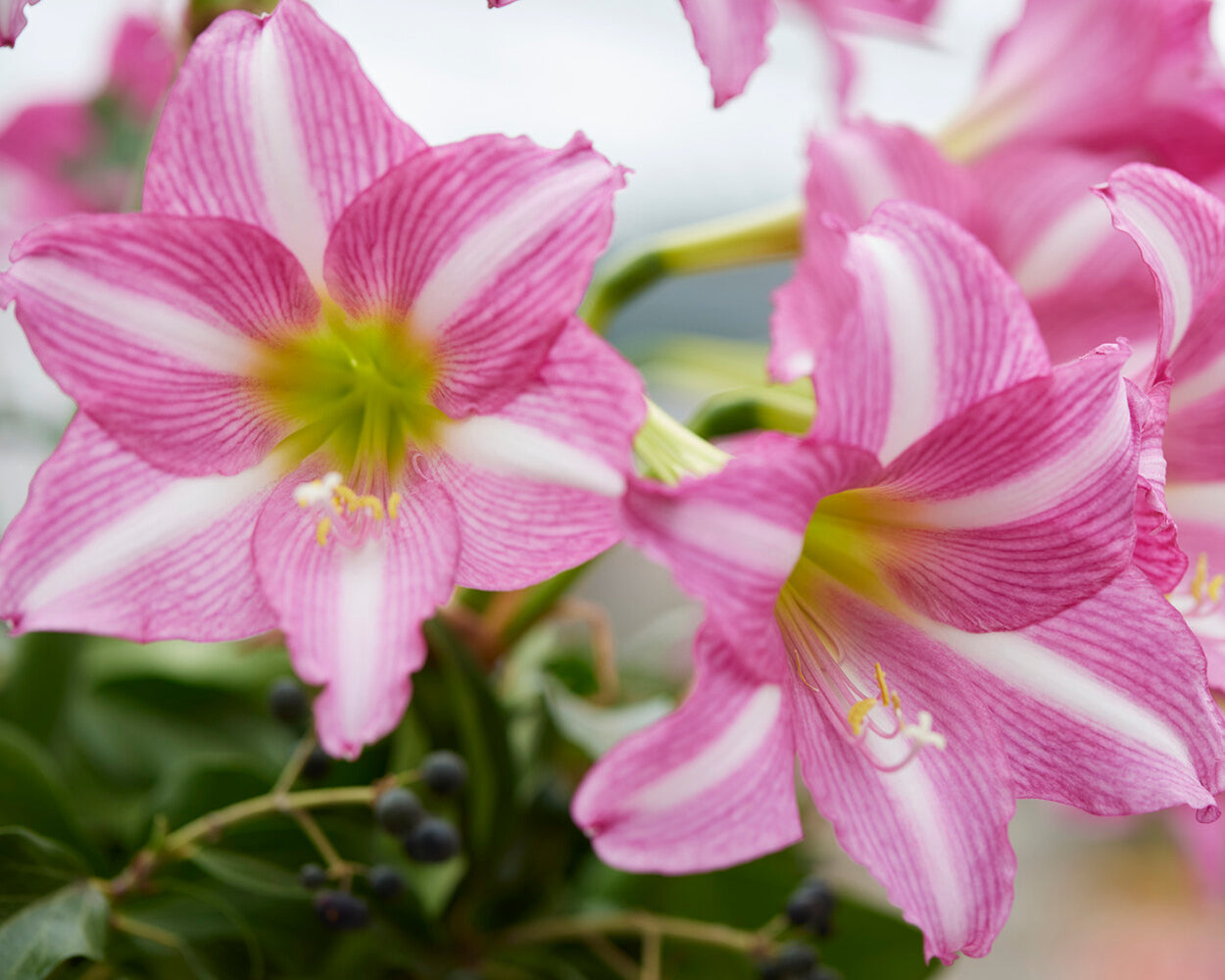 Amaryllis 'Estella' bulbs — Buy Hippeastrum (Trumpet Group) 'Estella ...