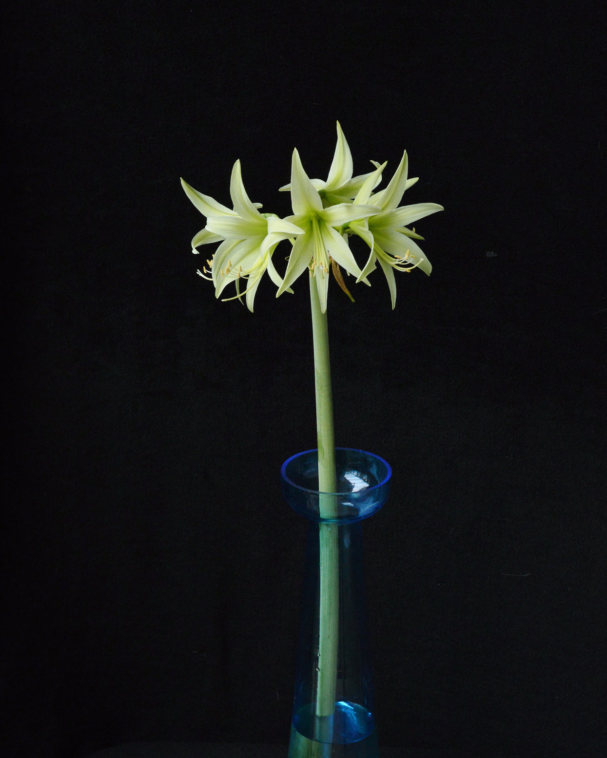 Amaryllis 'Evergreen' bulbs — Buy green hippeastrum online at Farmer ...