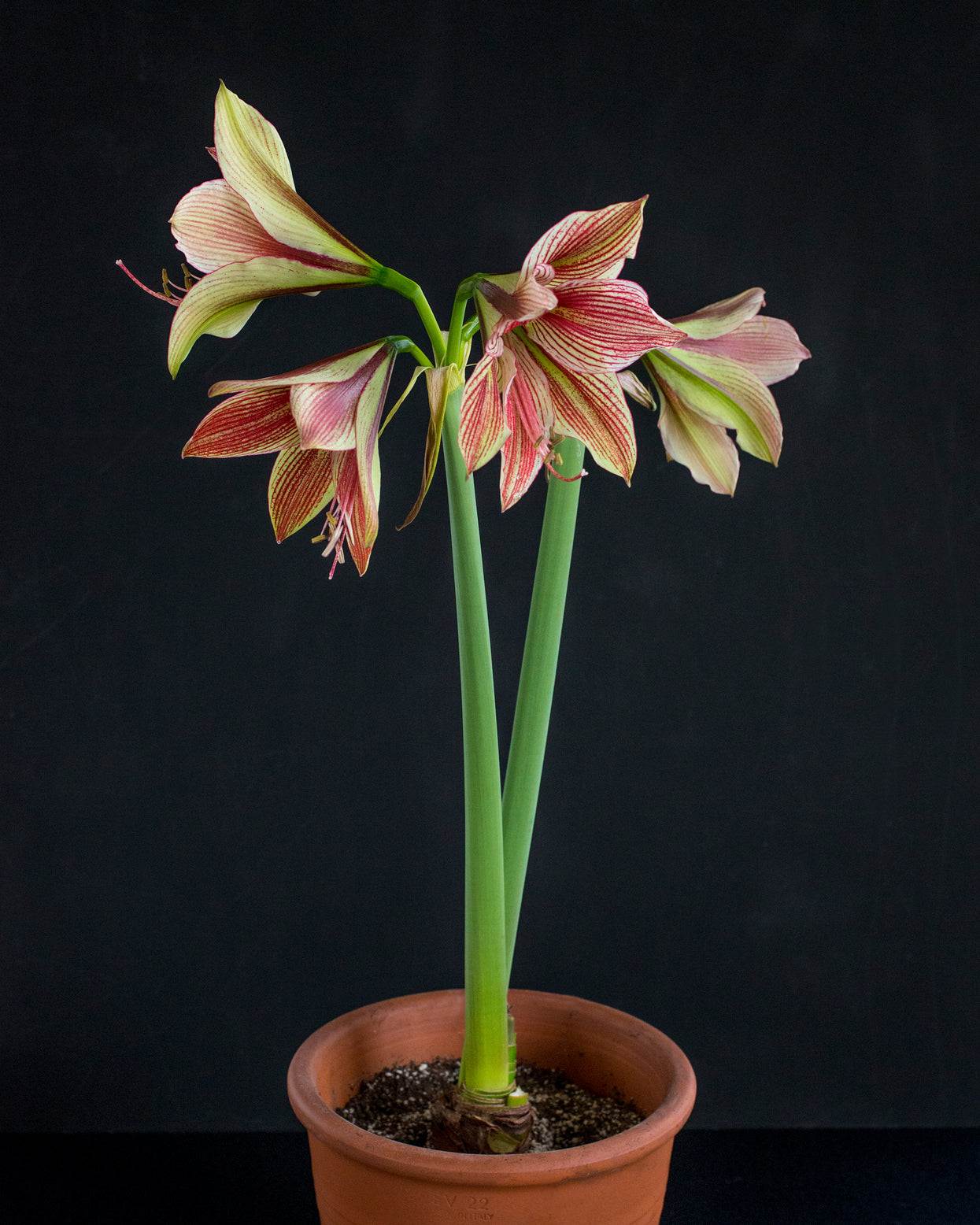 Amaryllis 'Exotic Star' bulbs — Buy hippeastrum online at Farmer Gracy UK
