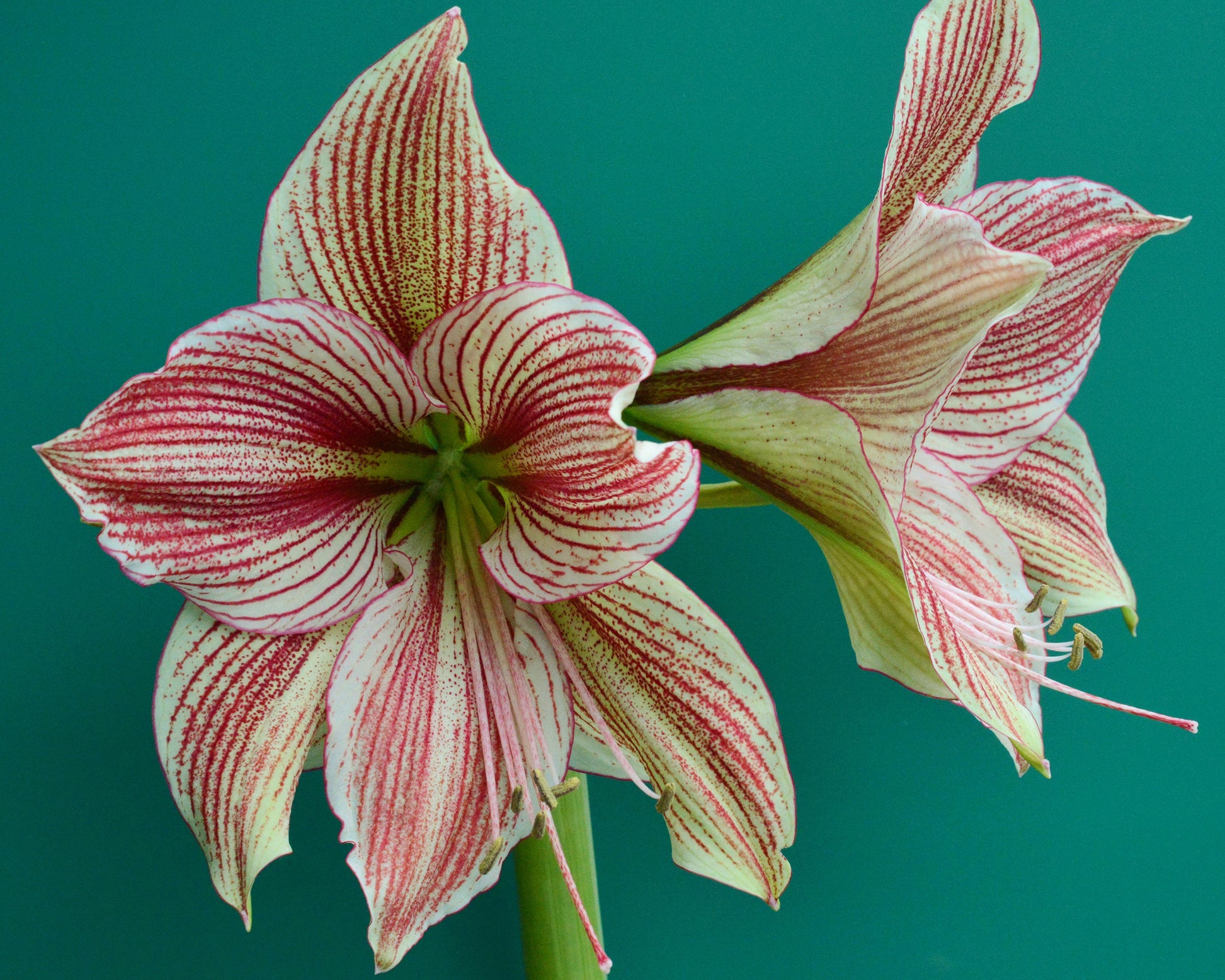Amaryllis 'Exotic Star' bulbs | Buy hippeastrum online at Farmer Gracy UK