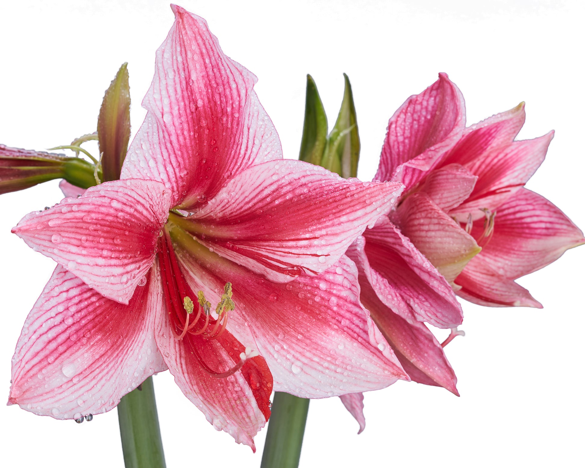 Amaryllis 'Gervase' bulbs | Buy twotone hippeastrums online at Farmer ...