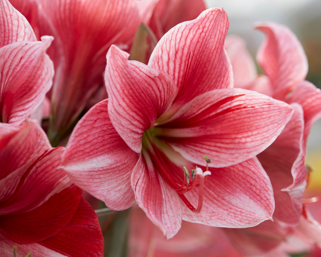 Amaryllis 'Gervase' bulbs | Buy twotone hippeastrums online at Farmer ...