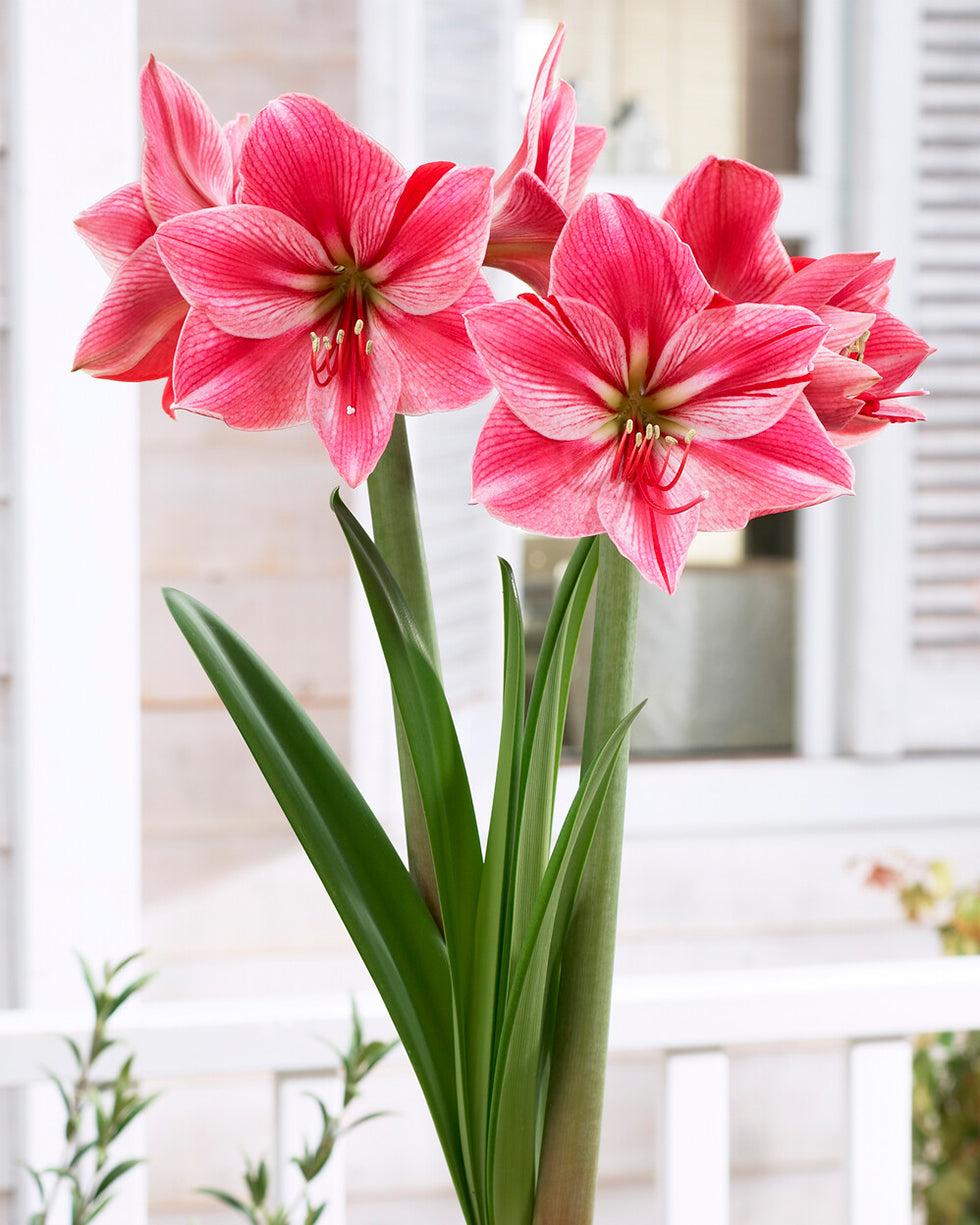 Amaryllis 'Gervase' bulbs | Buy twotone hippeastrums online at Farmer ...