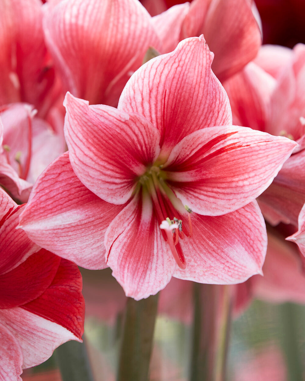 Amaryllis 'Gervase' bulbs | Buy twotone hippeastrums online at Farmer ...