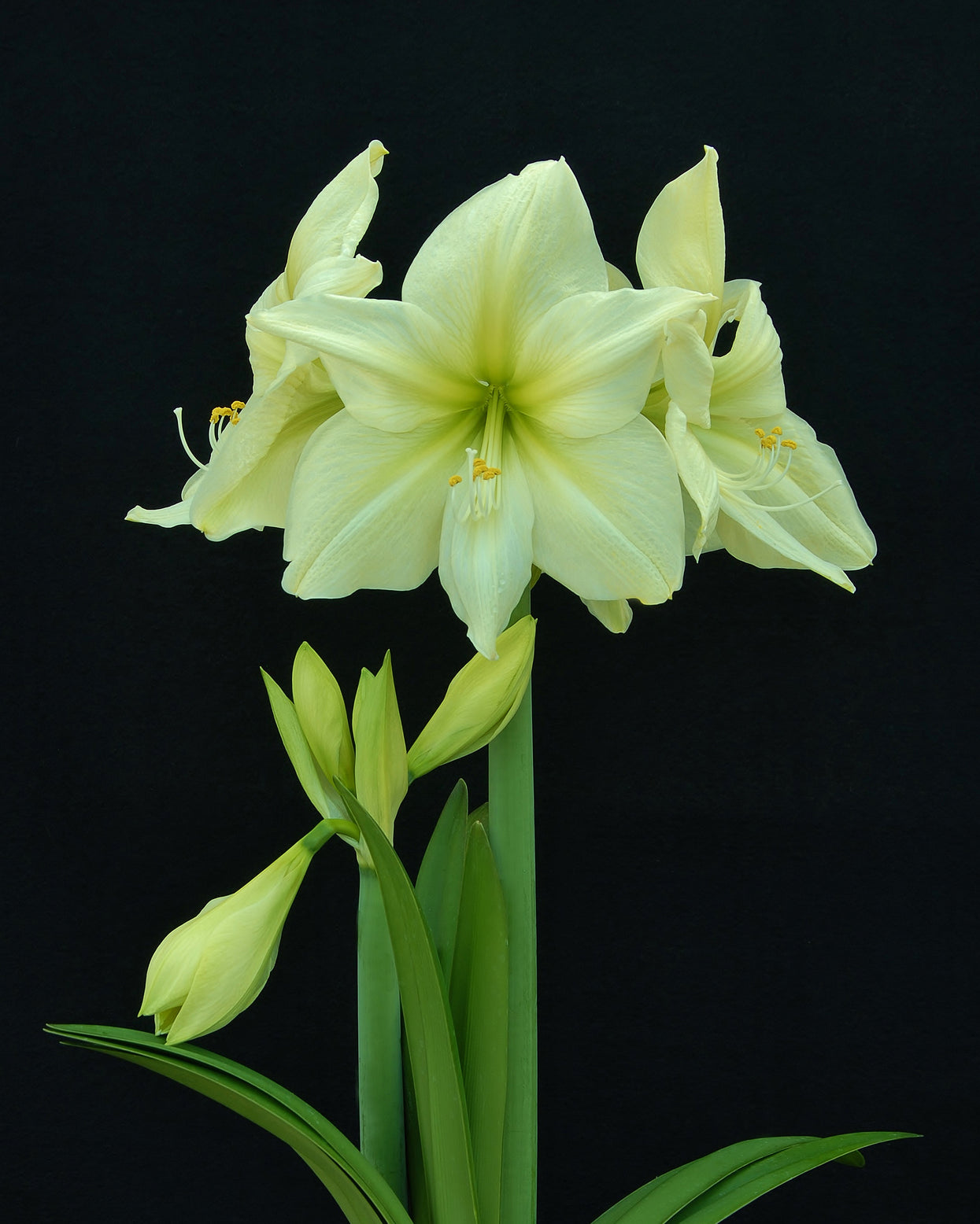 Amaryllis 'Lemon Star' bulbs — Buy Hippeastrum (Diamond Group) 'Lemon ...