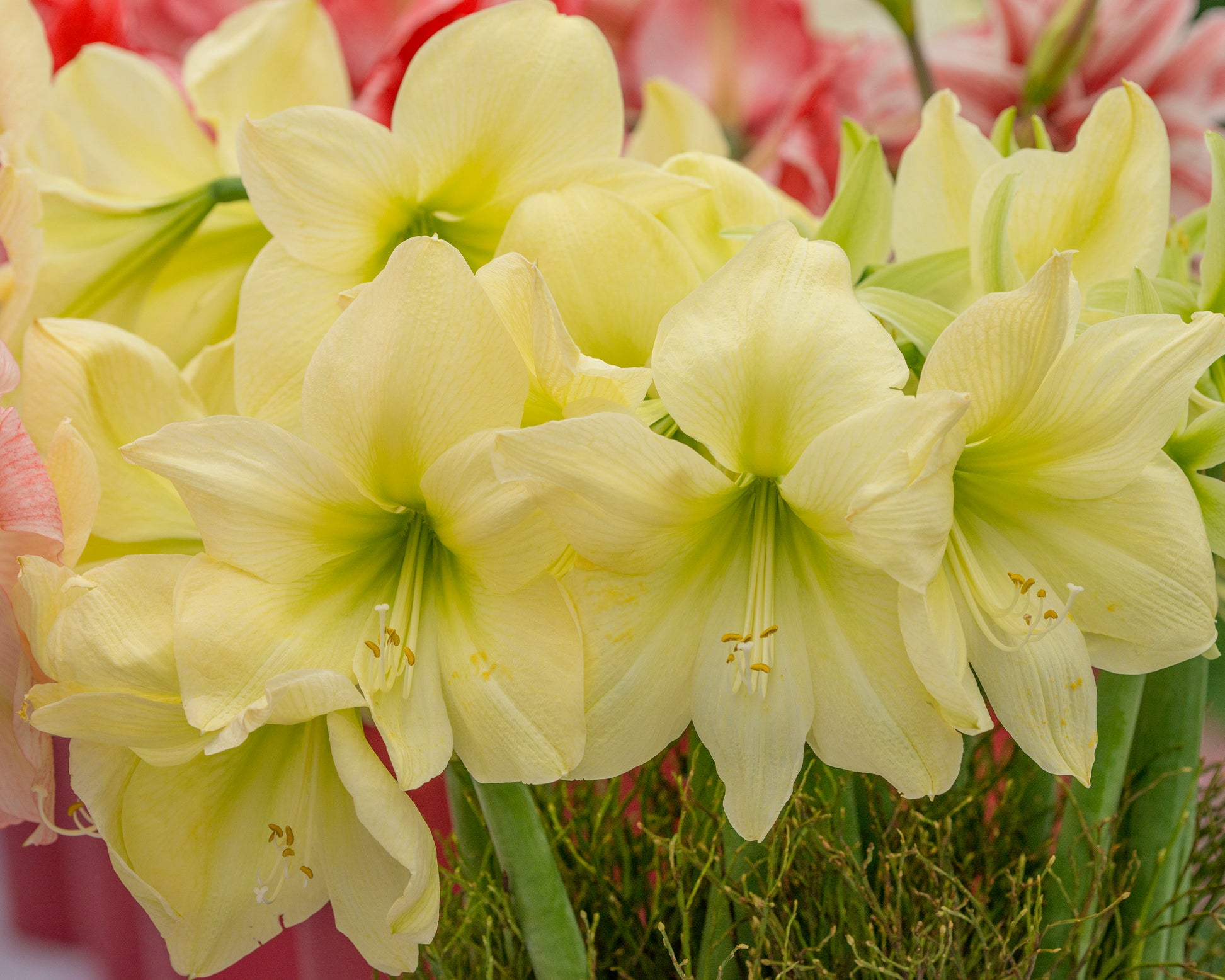 Amaryllis 'Lemon Star' bulbs | Buy Hippeastrum (Diamond Group) 'Lemon ...