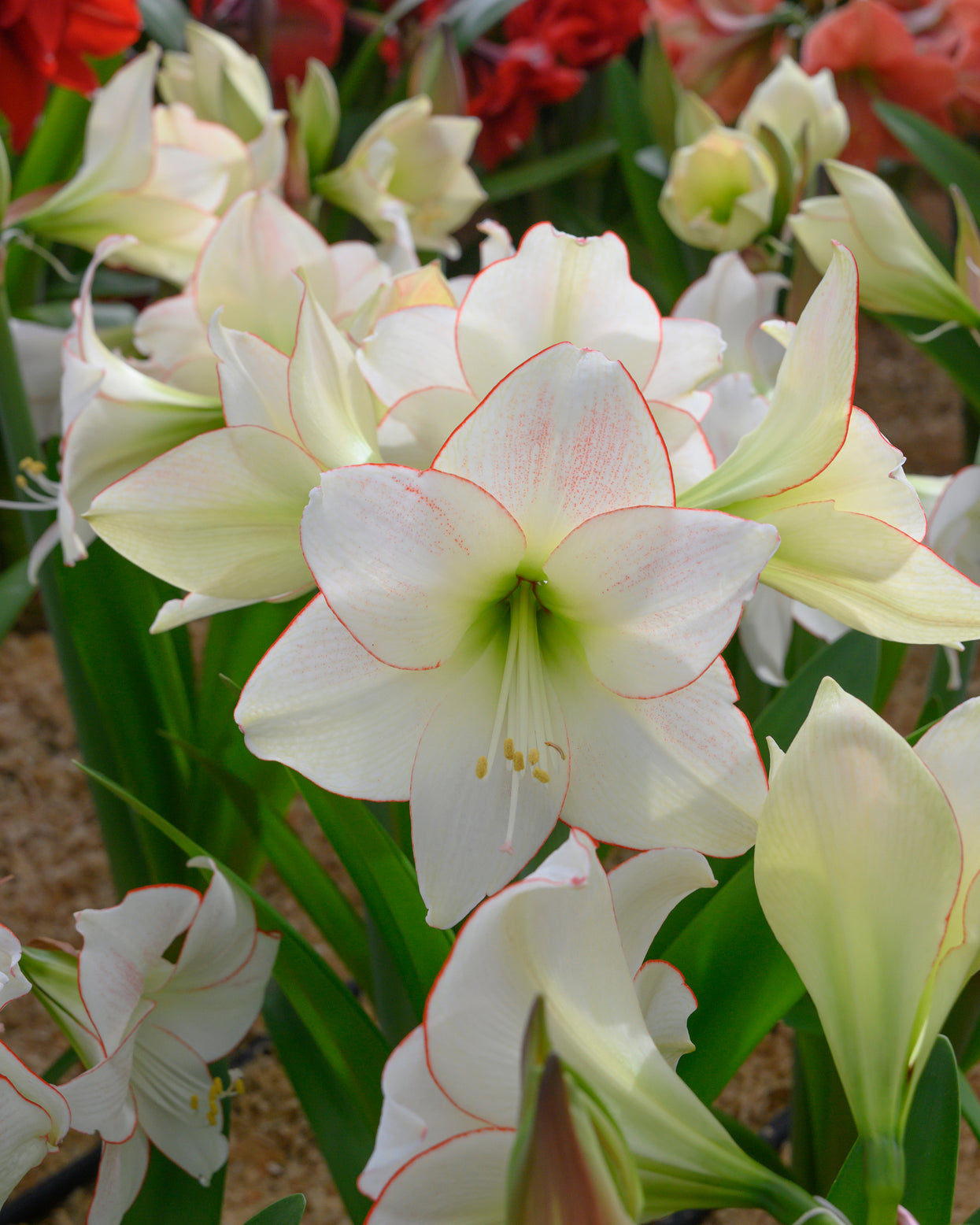 Amaryllis 'Picotee' bulbs — Buy Hippeastrum (Diamond Group) 'Picotee ...