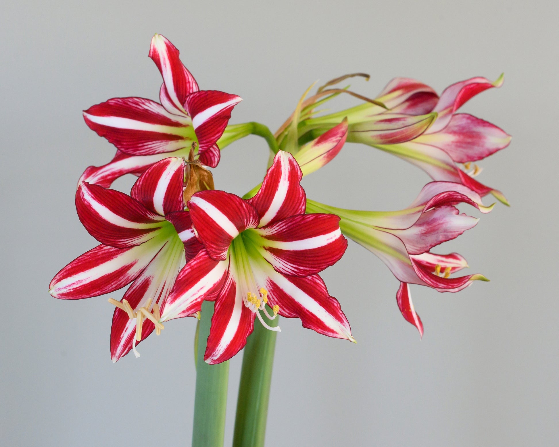 Amaryllis 'Santiago' bulbs | Buy Hippeastrum (Trumpet Group) 'Santiago ...