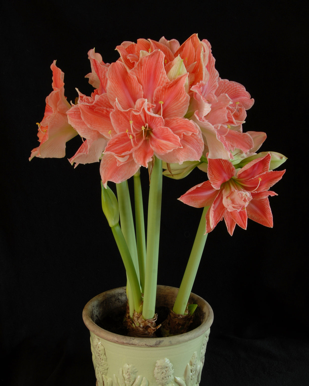 Amaryllis 'Sweet Nymph' bulbs — Buy online at Farmer Gracy UK