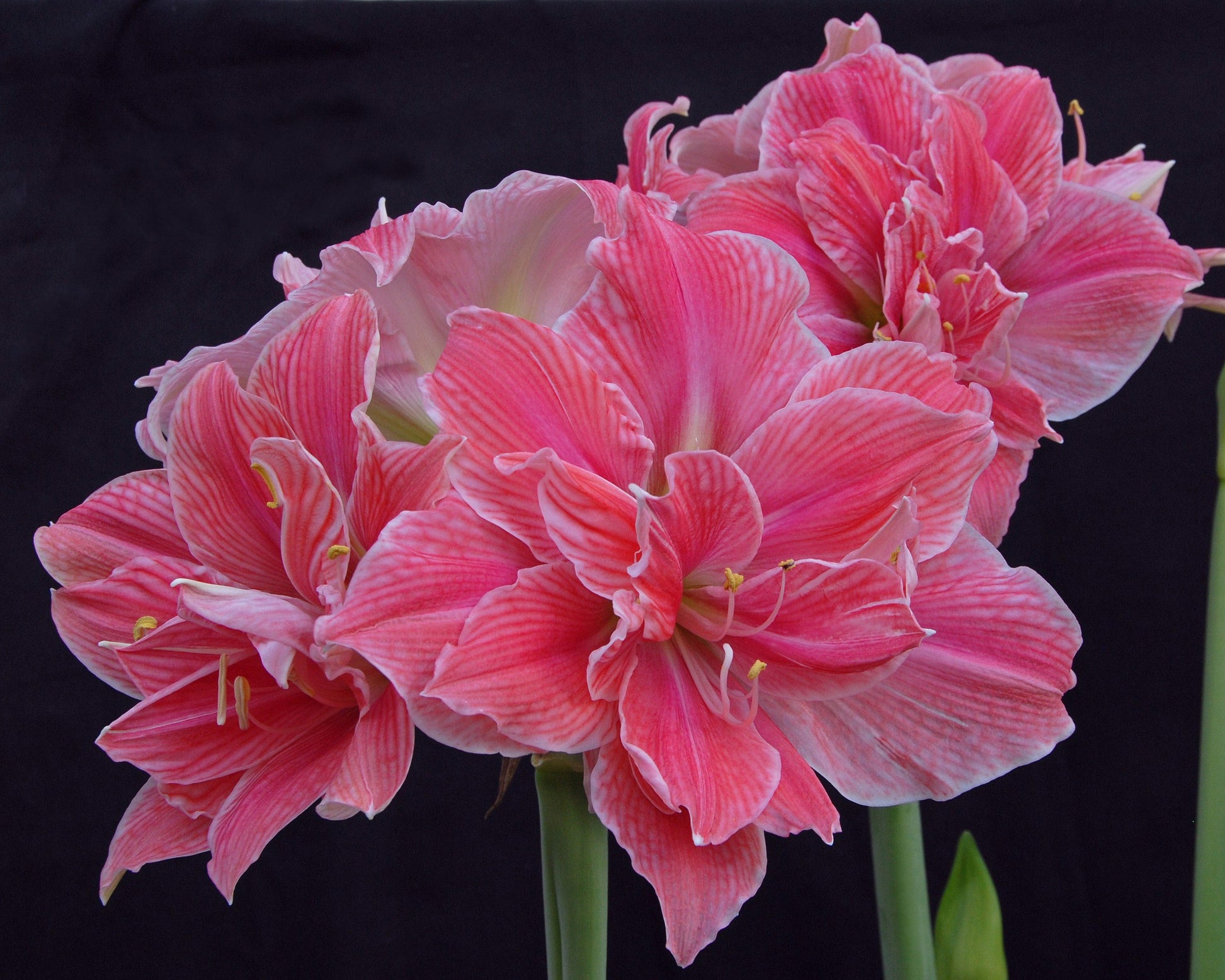 Amaryllis 'Sweet Nymph' bulbs — Buy online at Farmer Gracy UK