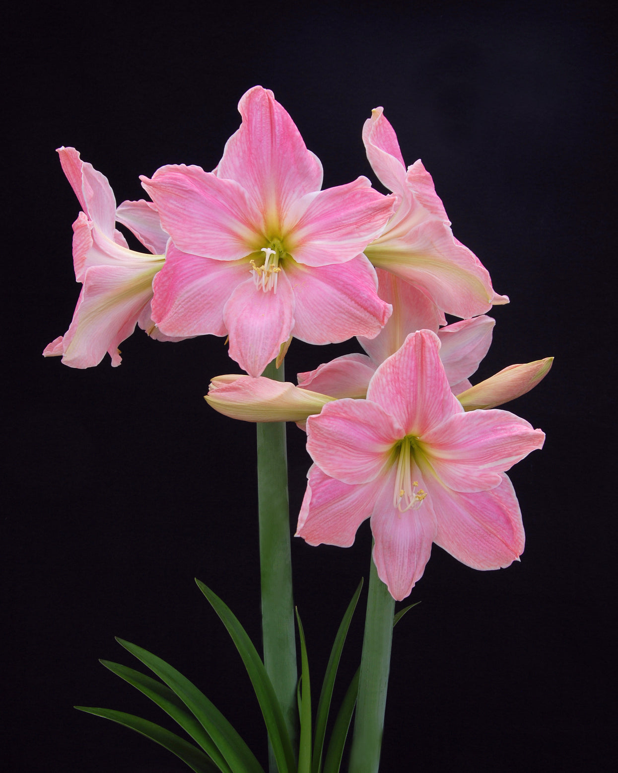 Amaryllis 'Sweet Star' bulbs — Buy Hippeastrum 'Sweet Star' online at ...