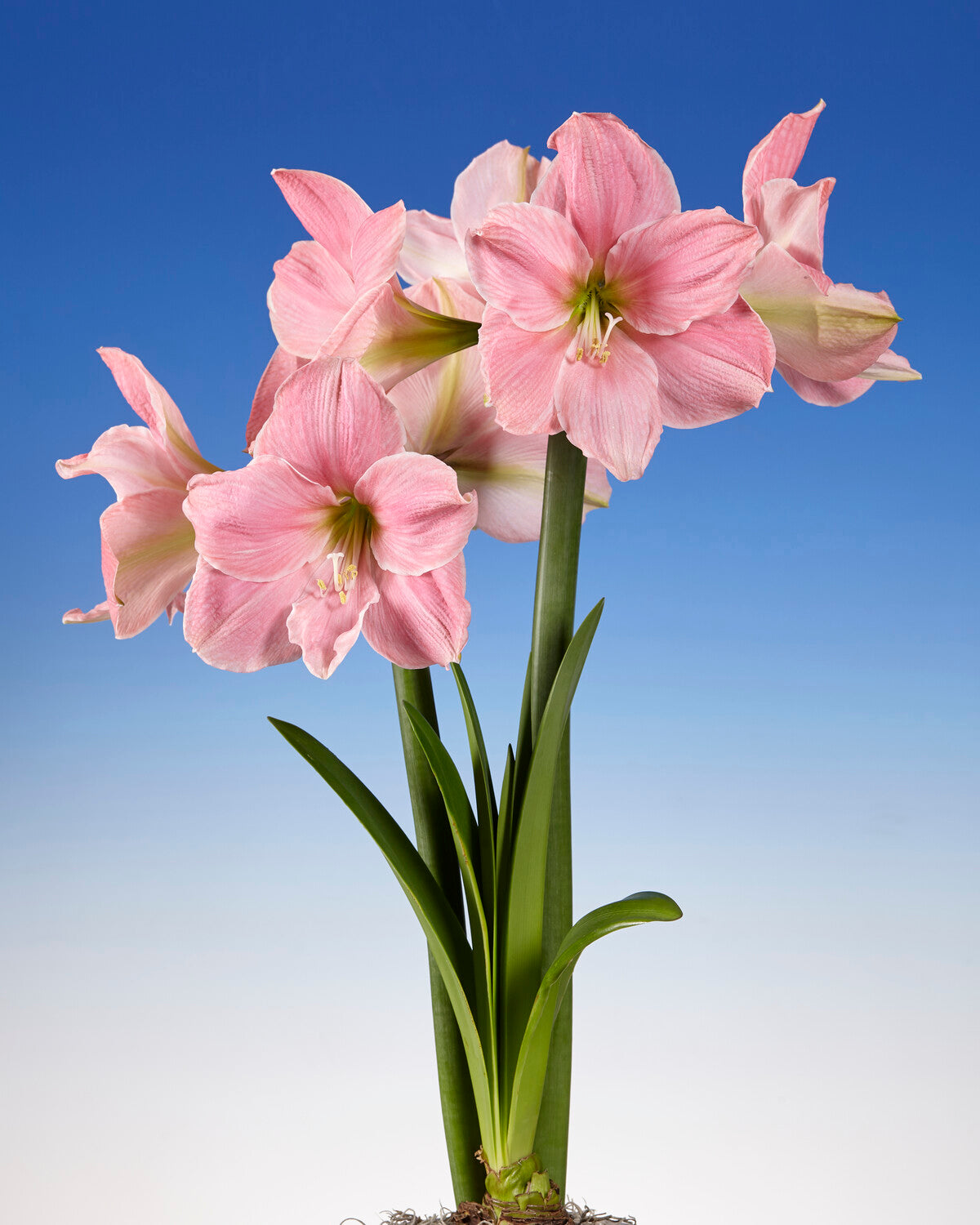 Amaryllis 'Sweet Star' bulbs — Buy Hippeastrum 'Sweet Star' online at ...