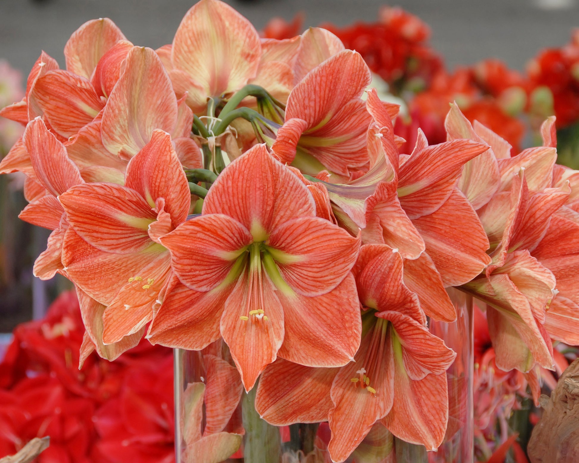 Amaryllis 'Terra Cotta Star' bulbs — Buy terracotta-coloured ...