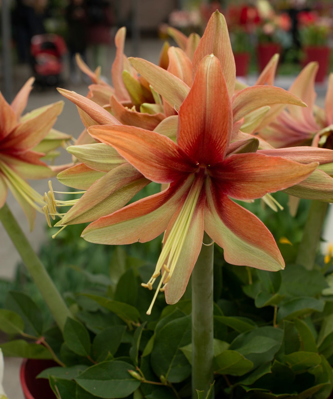 Amaryllis 'Wild Amazone' bulbs — Buy hippeastrum online at Farmer Gracy UK
