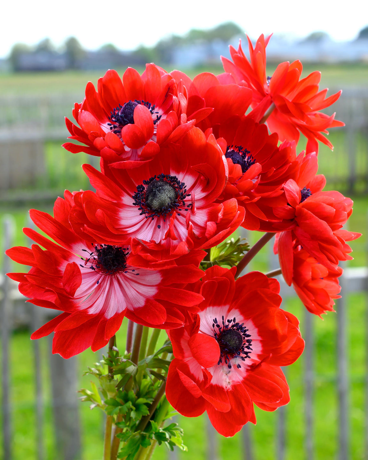 Anemone coronaria 'Governor' bulbs | Buy online at Farmer Gracy UK