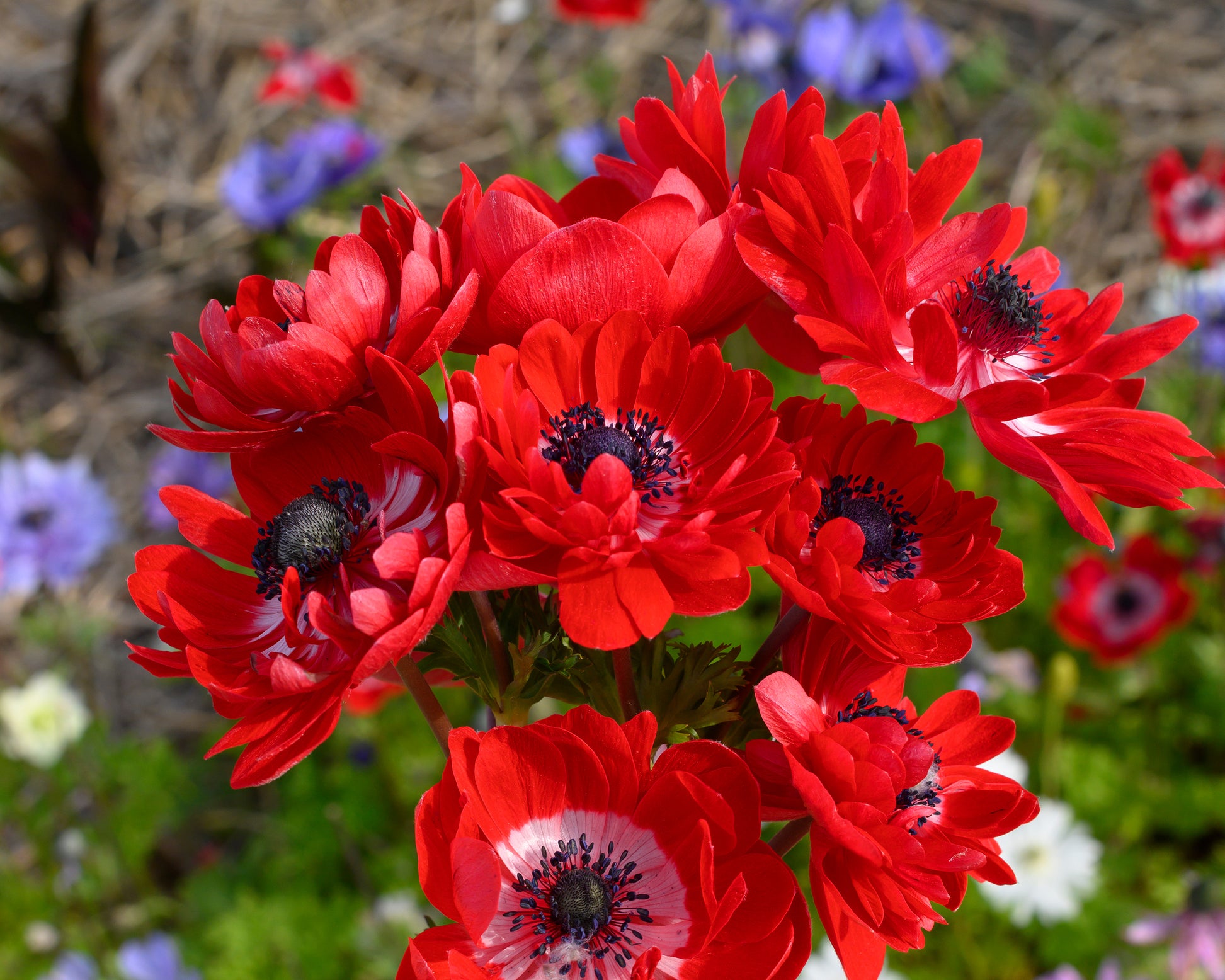 Anemone coronaria 'Governor' bulbs | Buy online at Farmer Gracy UK