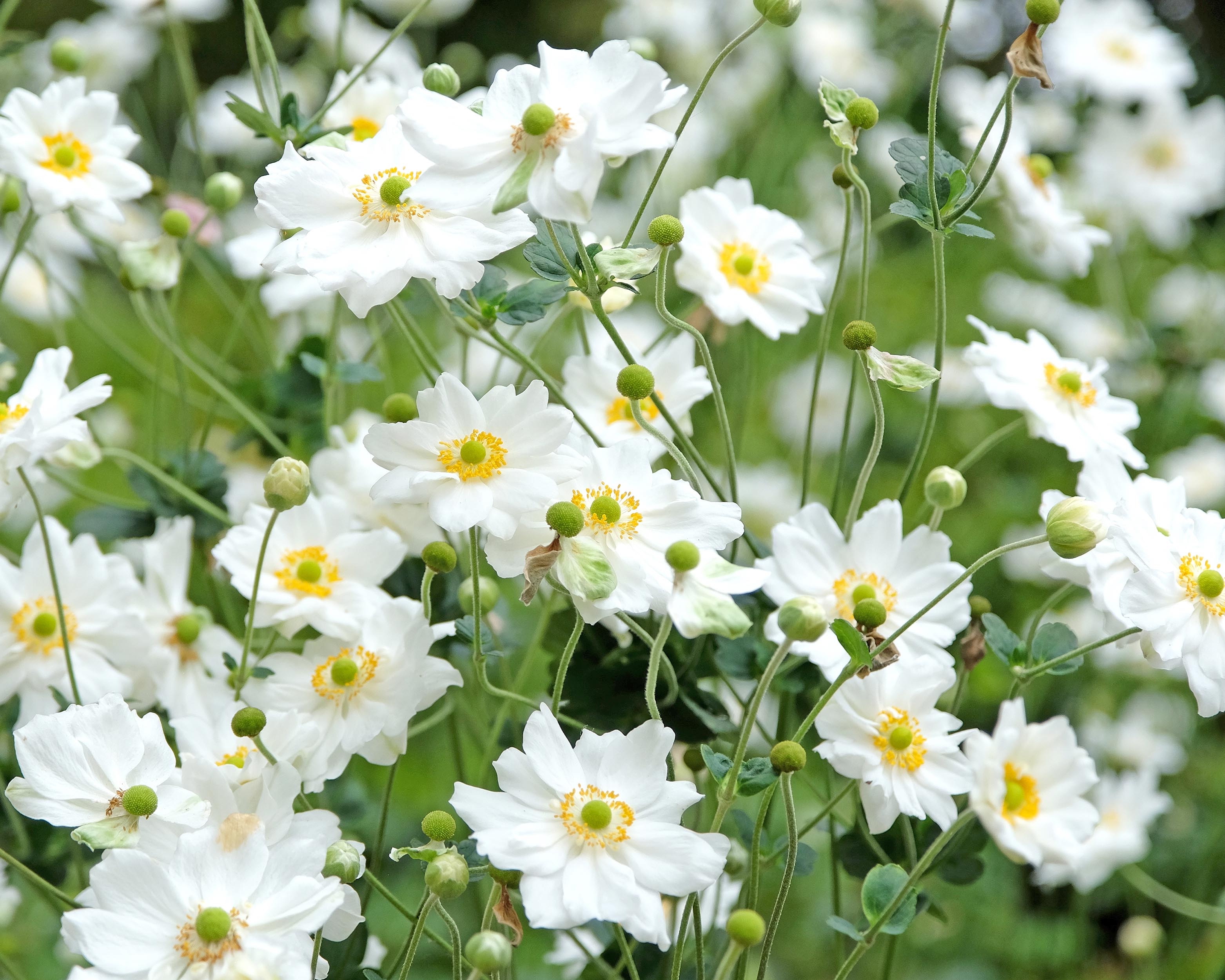Anemone Hybrida Honorine Jobert Bare Roots Buy White Japanese anemone-hybrida-honorine-jobert-bare-roots-buy-white-japanese