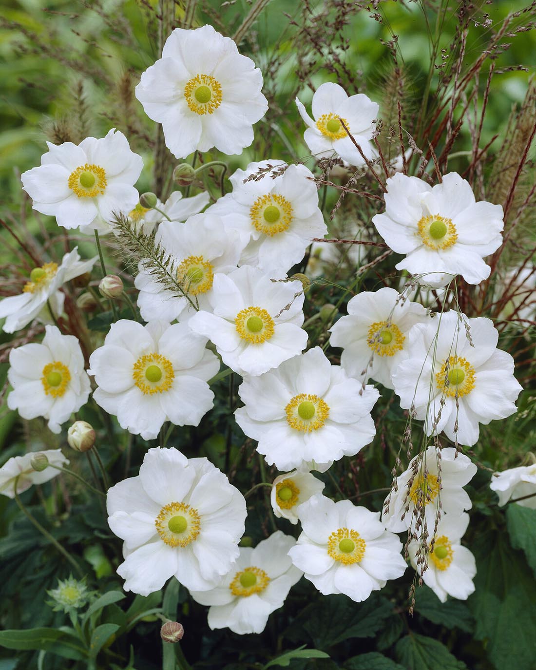 Anemone Hybrida Honorine Jobert Bare Roots Buy White Japanese anemone-hybrida-honorine-jobert-bare-roots-buy-white-japanese