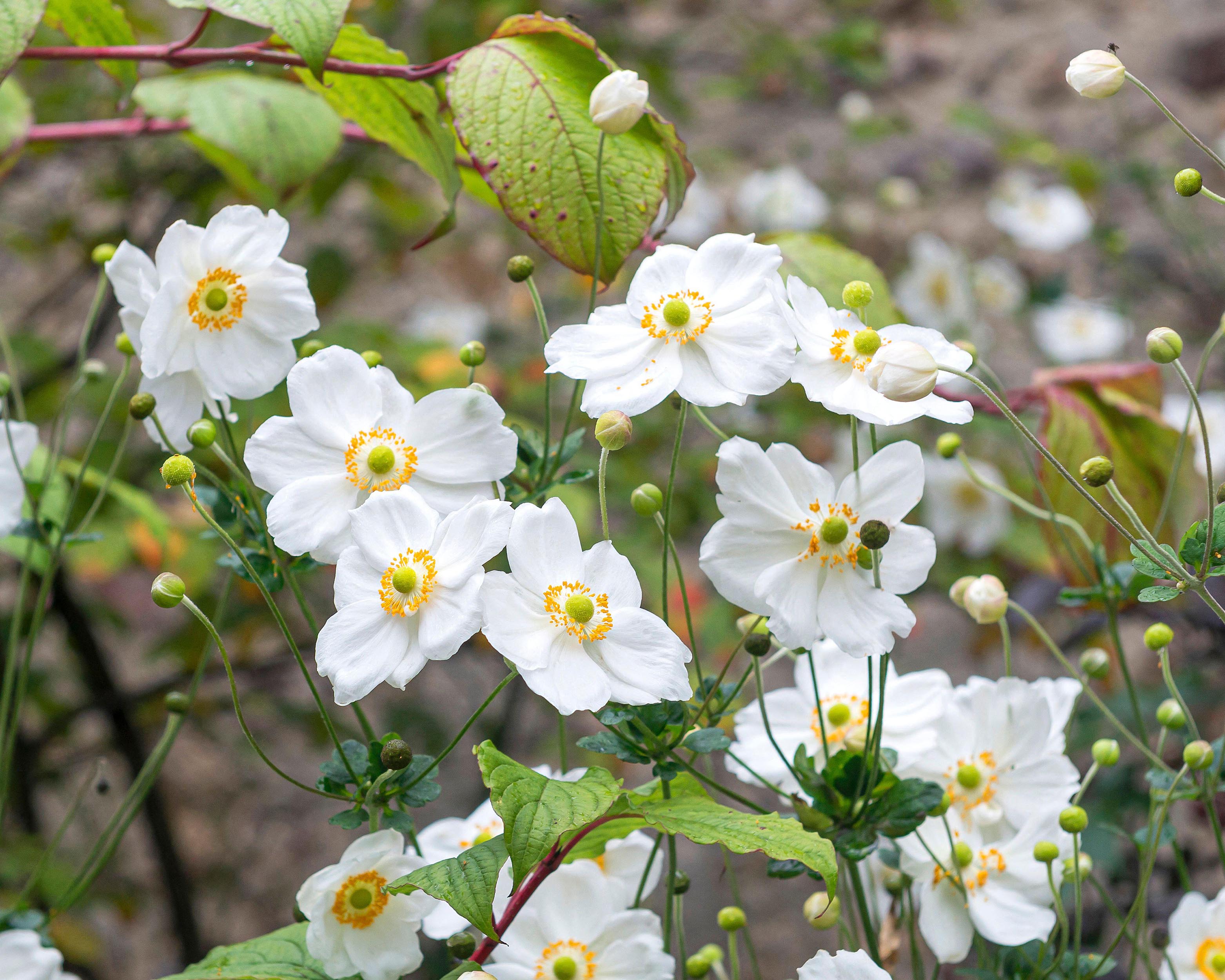 Anemone × hybrida 'Honorine Jobert' bare roots | Buy white Japanese ...