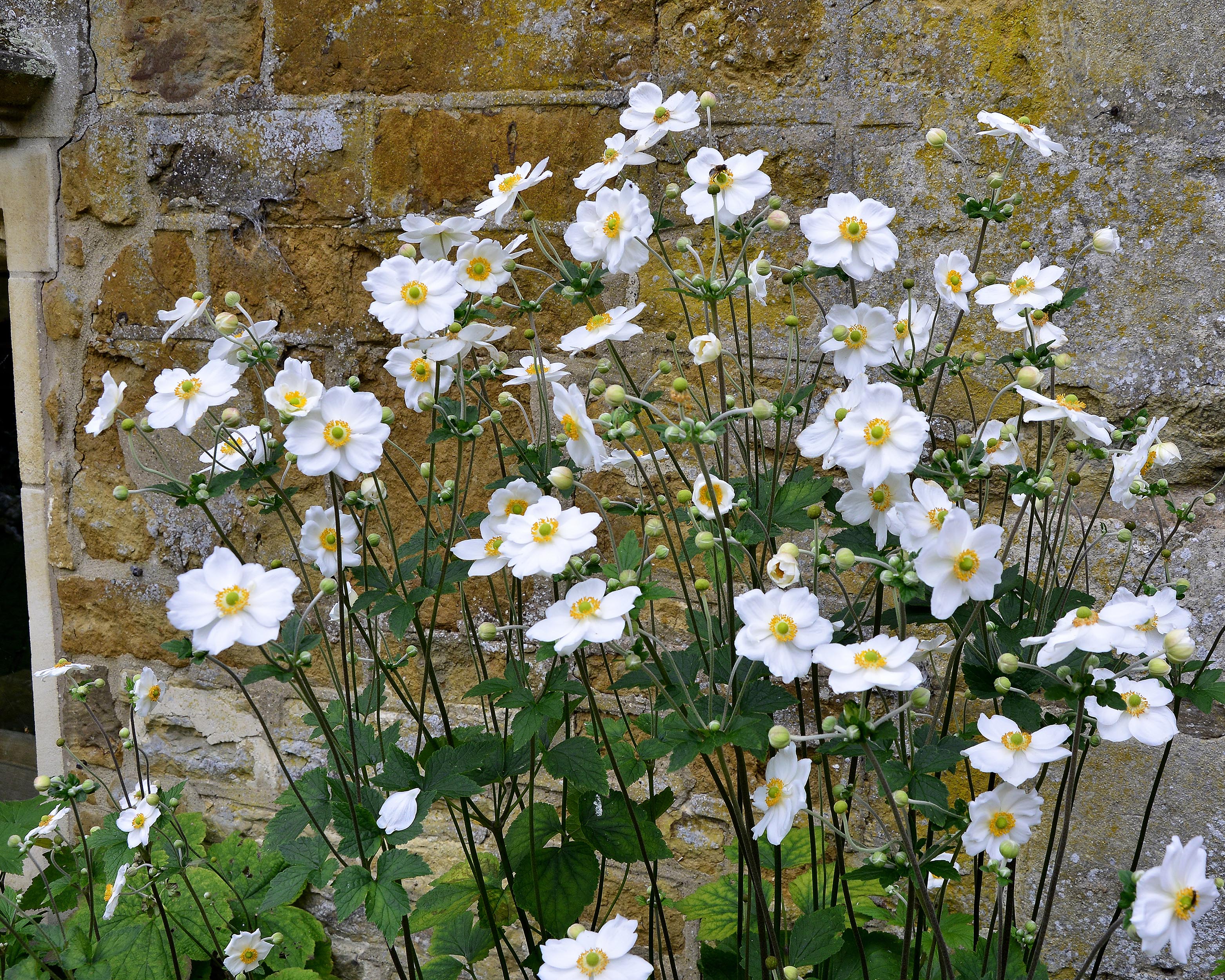 Anemone × hybrida 'Honorine Jobert' bare roots | Buy white Japanese ...